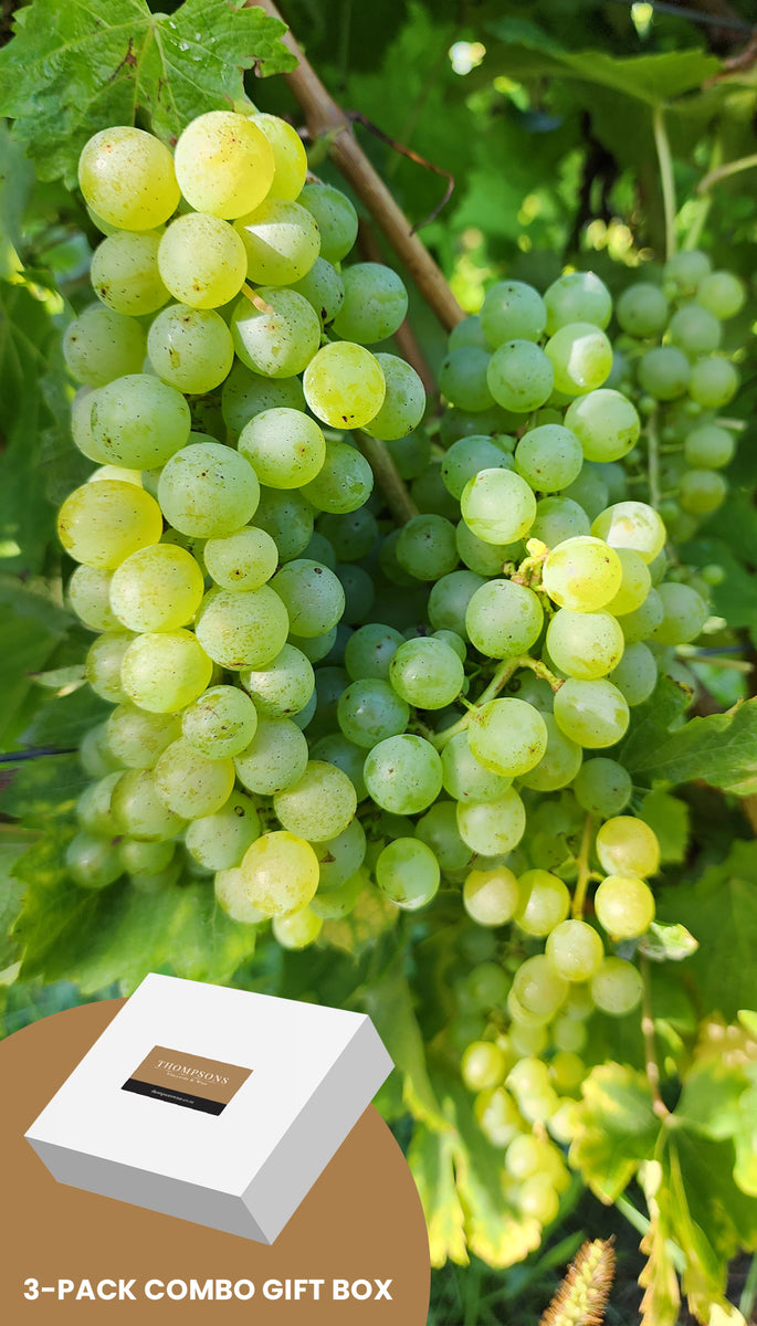 3 Pack Combination Box | Chardonnay, Albariño and Rosé | Gisborne